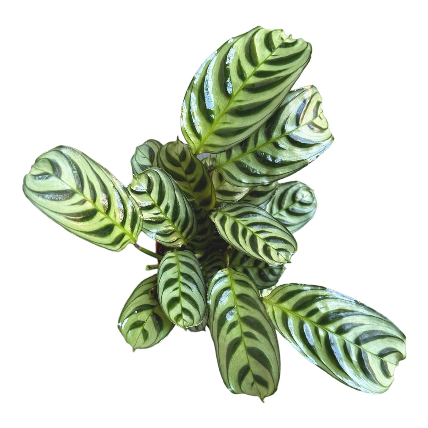 Calathea Burle Marxii Prayer Plant