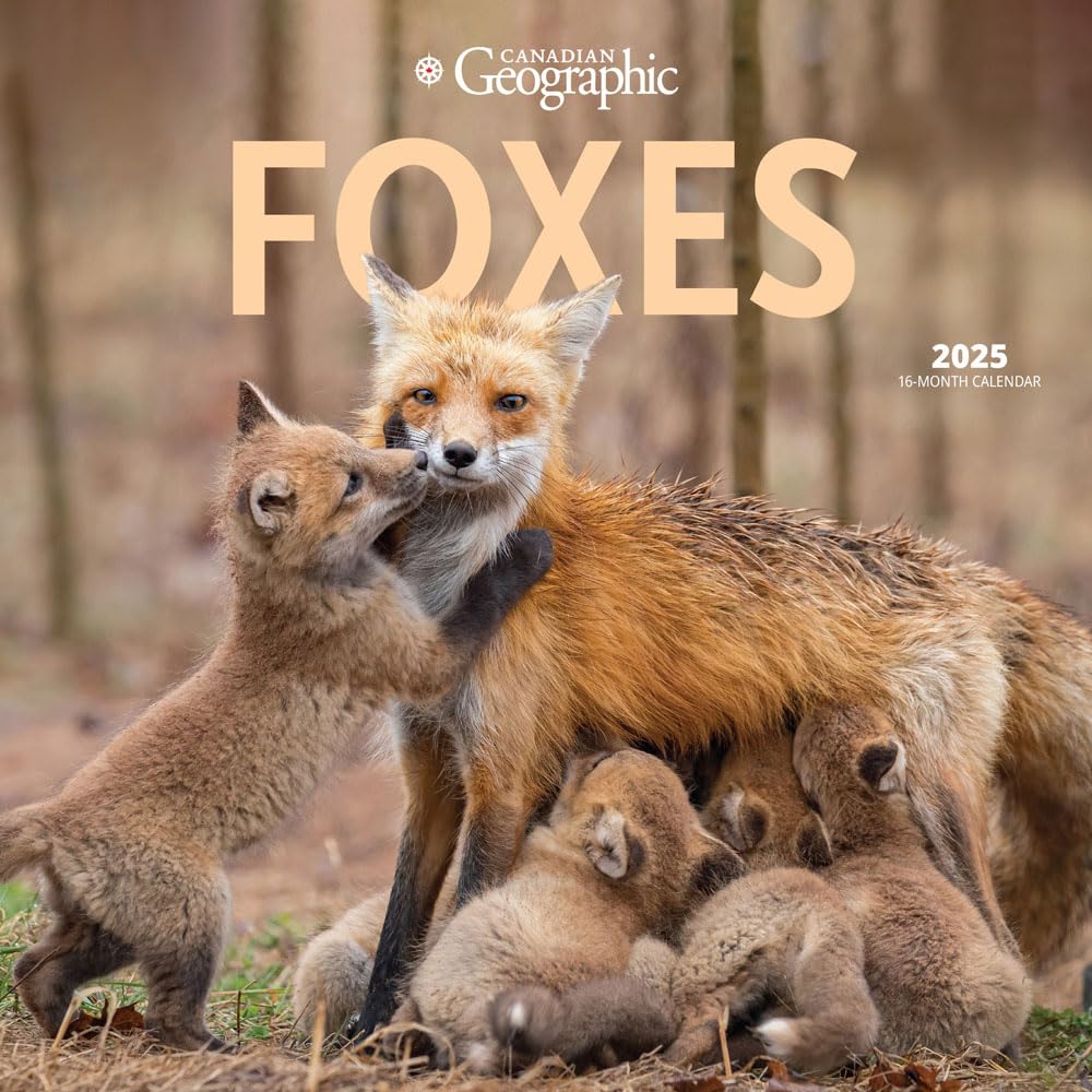 Snapklik.com : Canadian Geographic Foxes OFFICIAL 2025 12 X 24 Inch ...
