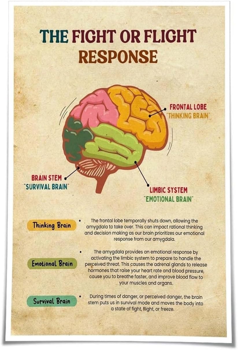 SSOPTMCB Trauma Brain Chart - Anatomy of the Fight or Flight Response ...