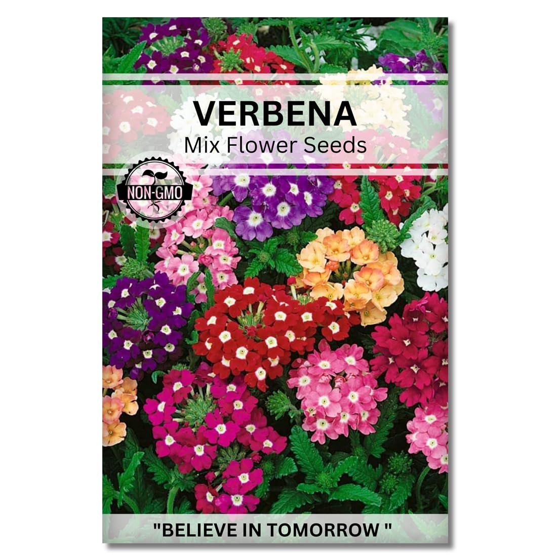 Navika Seeds ; Grow with Us Verbena Flower Seeds,Perfect for Home ...
