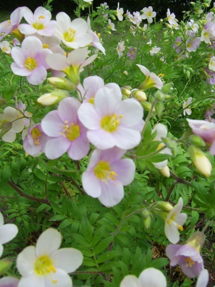 Amazon.com : Apricot Delight Jacob's Ladder (100 seeds), Polemonium ...