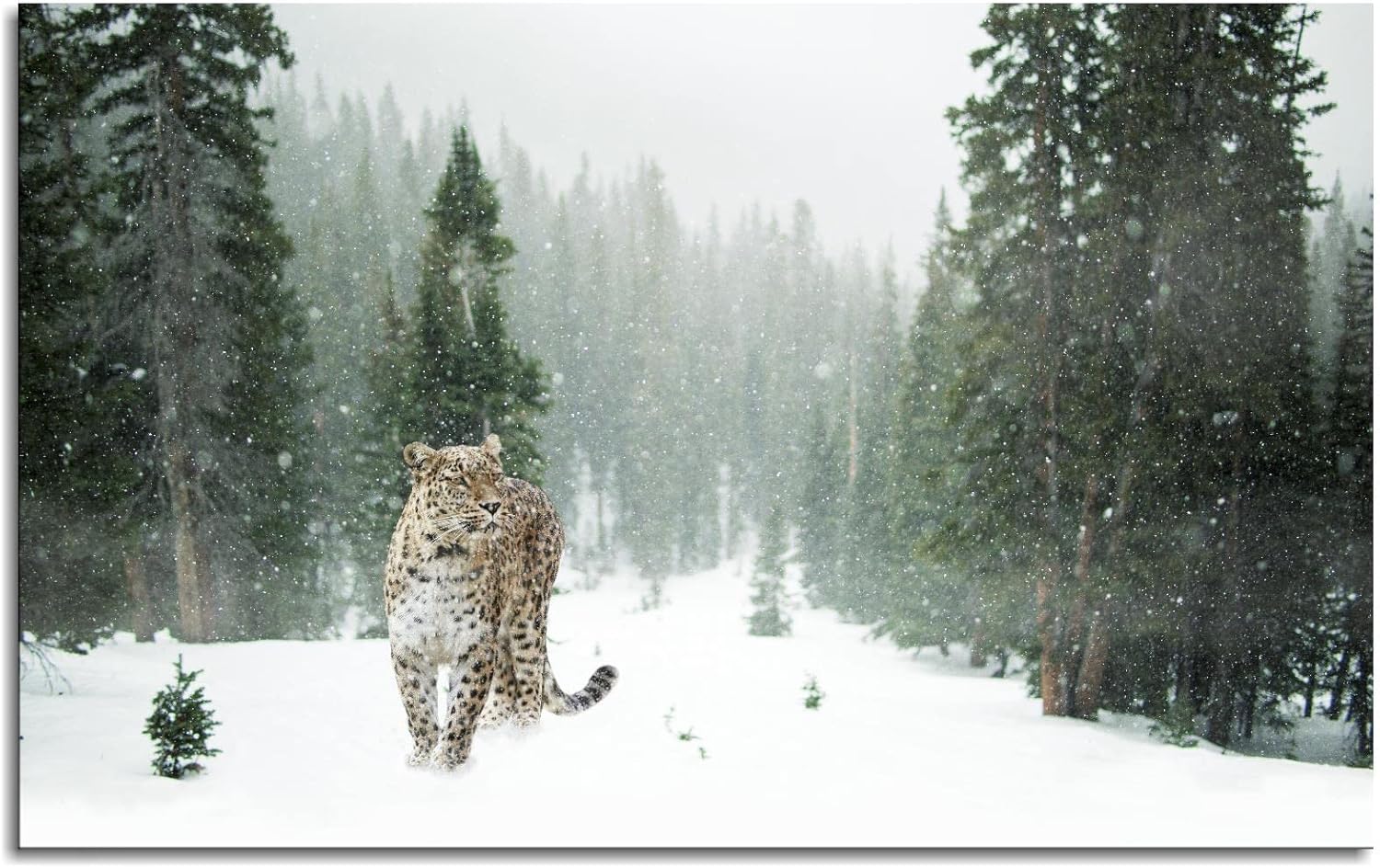 Amazon.com: Snow Leopard Canvas Wall Art For Living room Poster ...