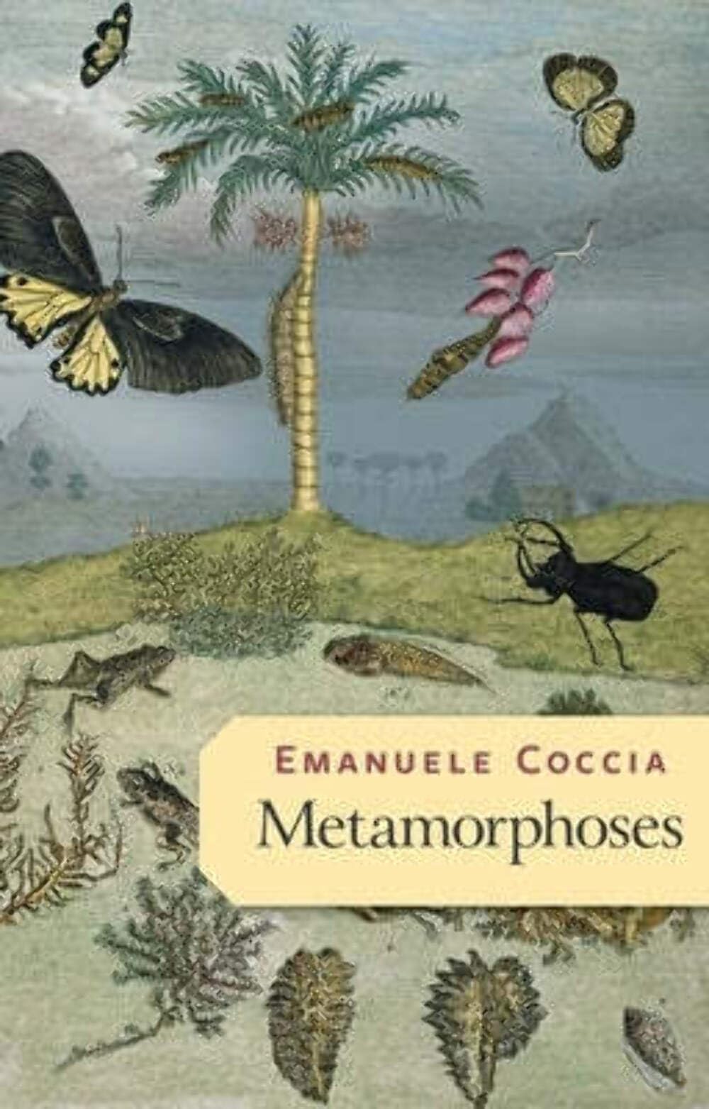 Amazon.com: Metamorphoses: 9781509545674: Coccia, Emanuele, Mackay ...
