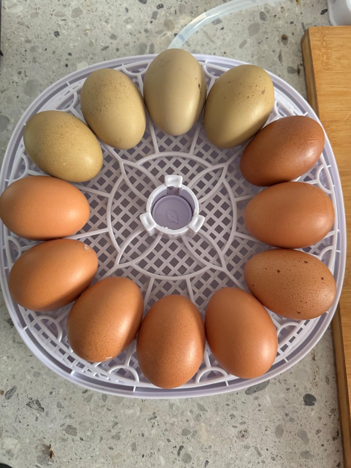 Digital Egg Incubator Temperature Controller Egg Turner Desktop,4-6 ...