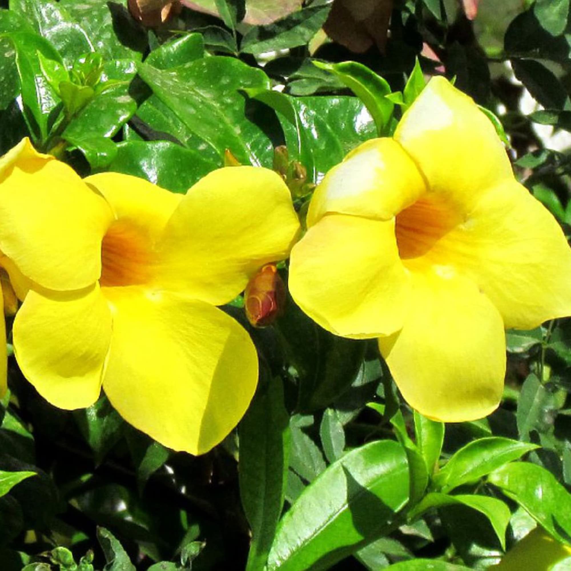 Hojas Amarillas En La Planta De Mandevilla DIPLADENIA (Mandevilla