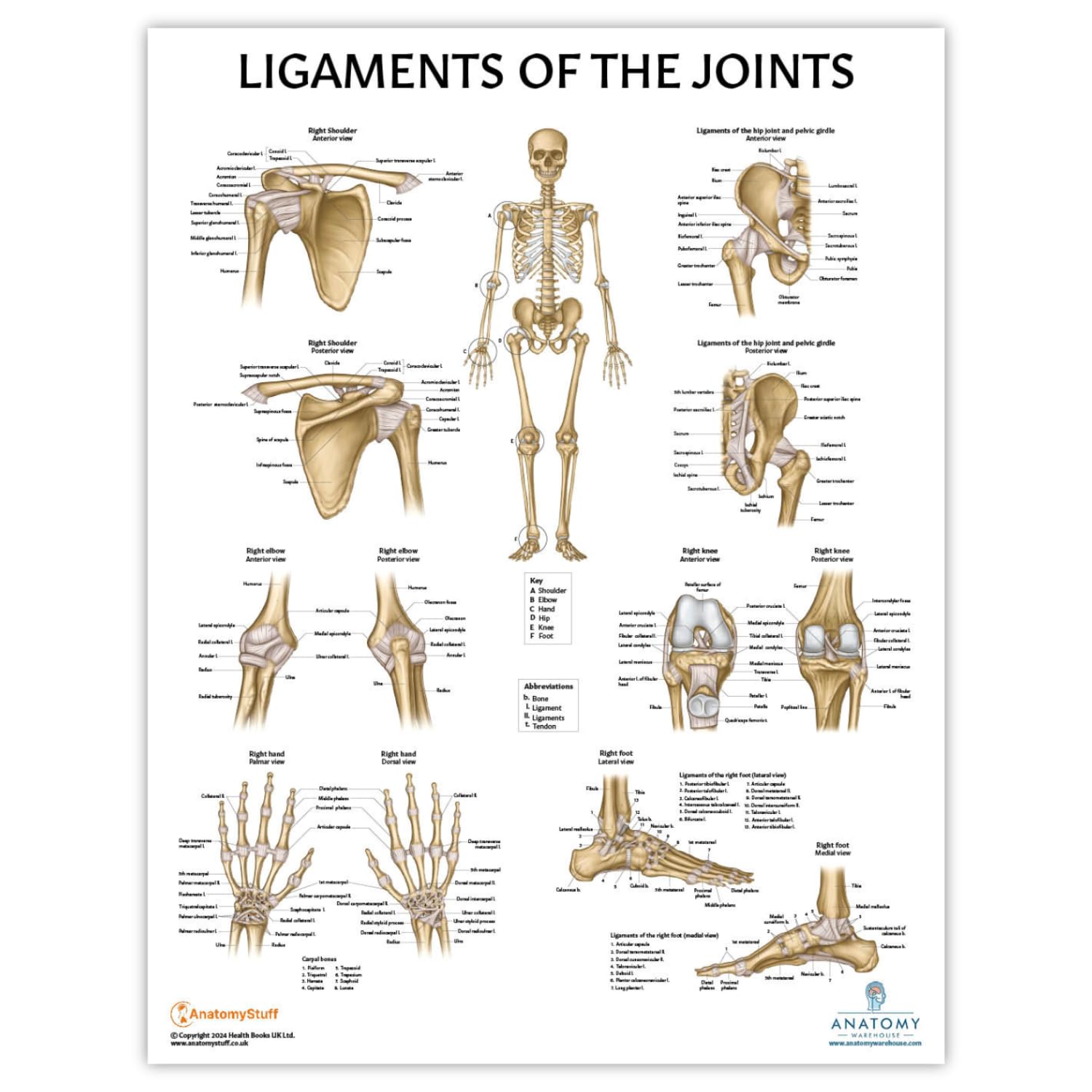 Anatomy Lab Human Ligaments of the Joints Poster, LAMINATED, Anatomy ...
