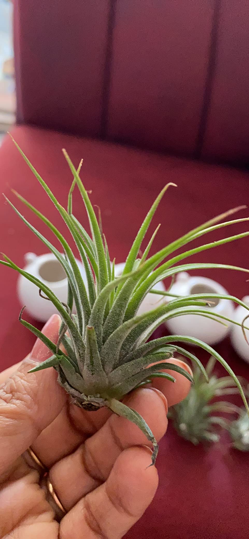 CAPPL Tillandsia Air Plant | Small Indoor Plant (2) : Amazon.in: Garden ...
