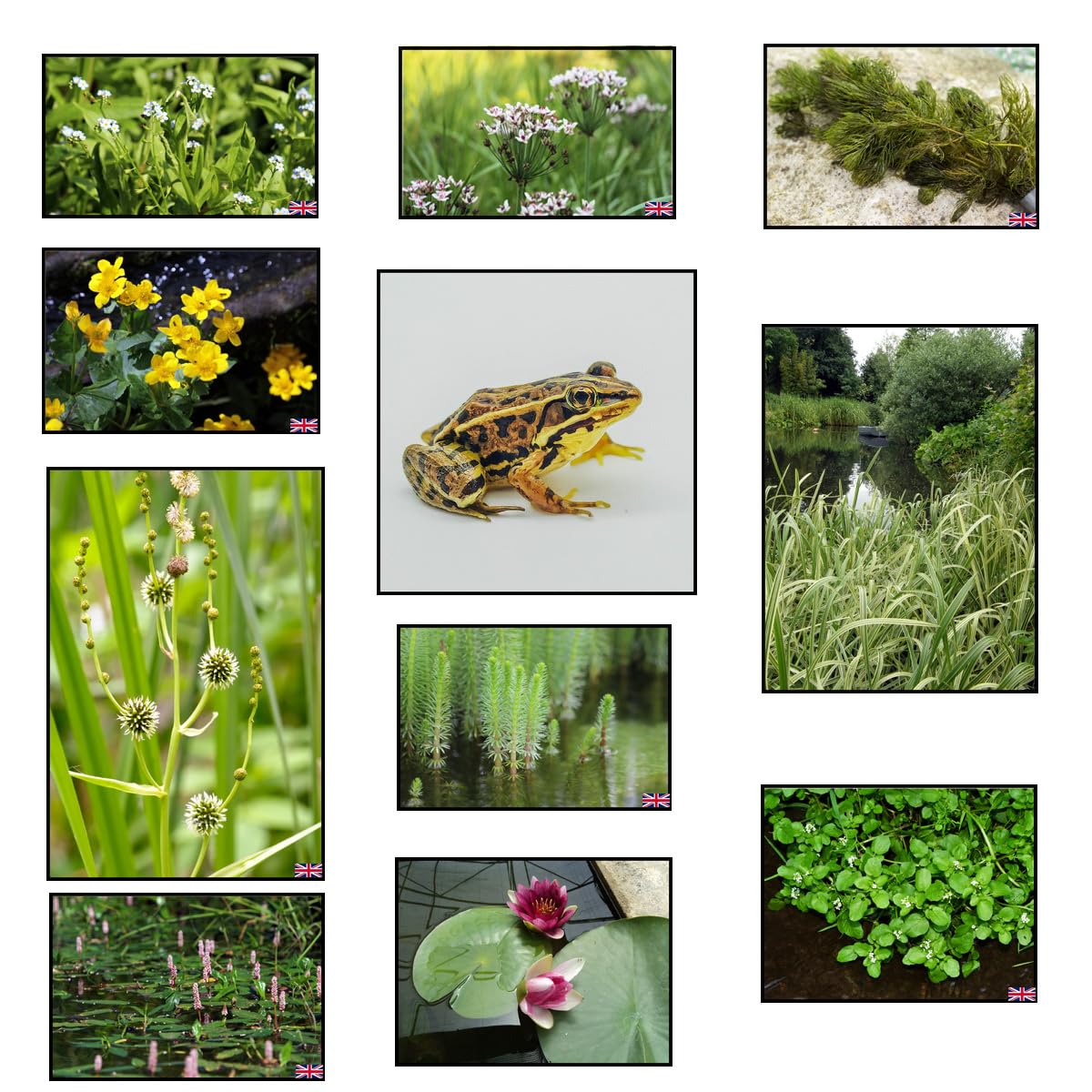 Marginal Pond Plants Chart Marginal Aquatic Plants