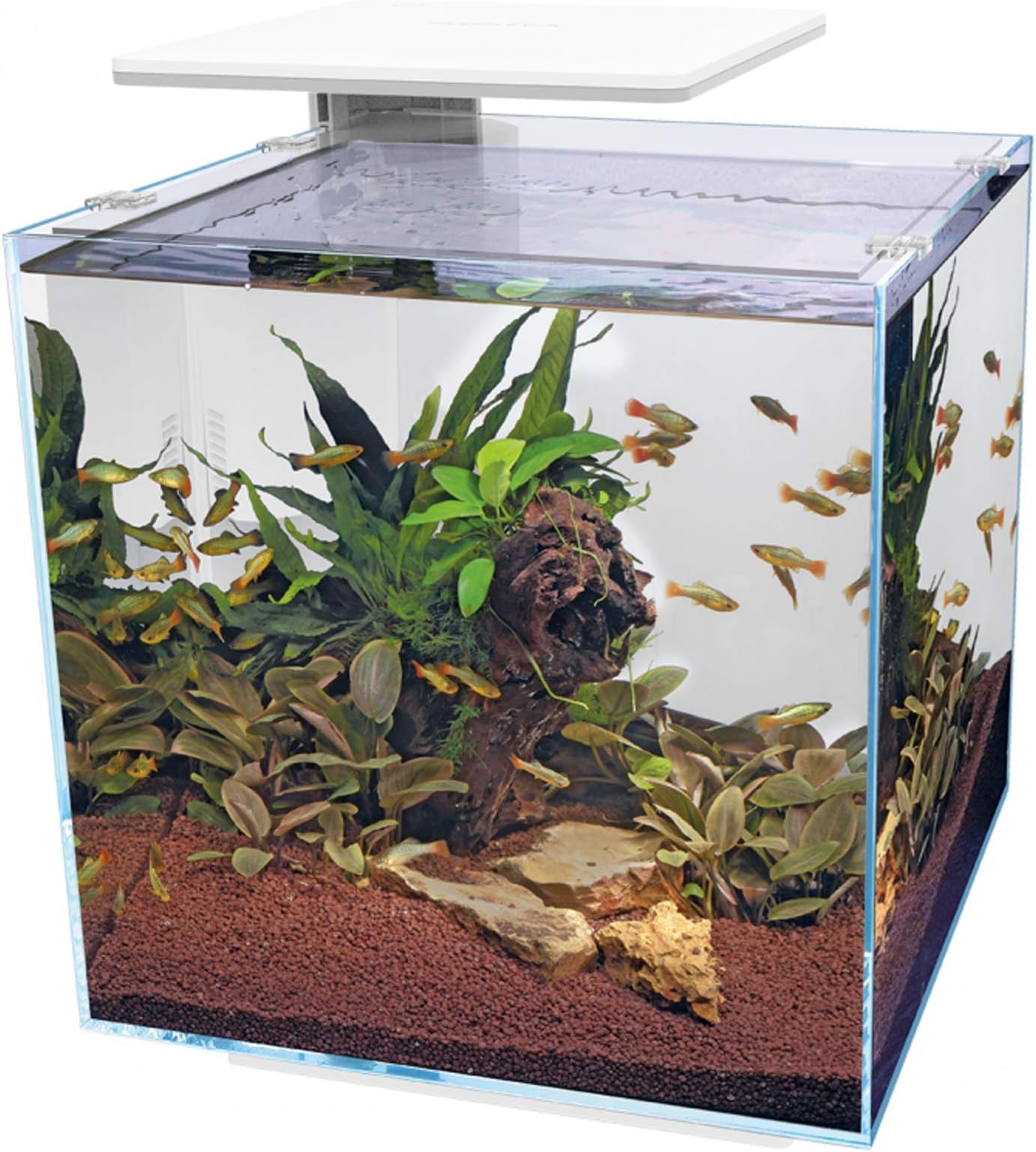 Superfish Qubiq Aquarium 30 with LED Lighting - White : Amazon.co.uk ...