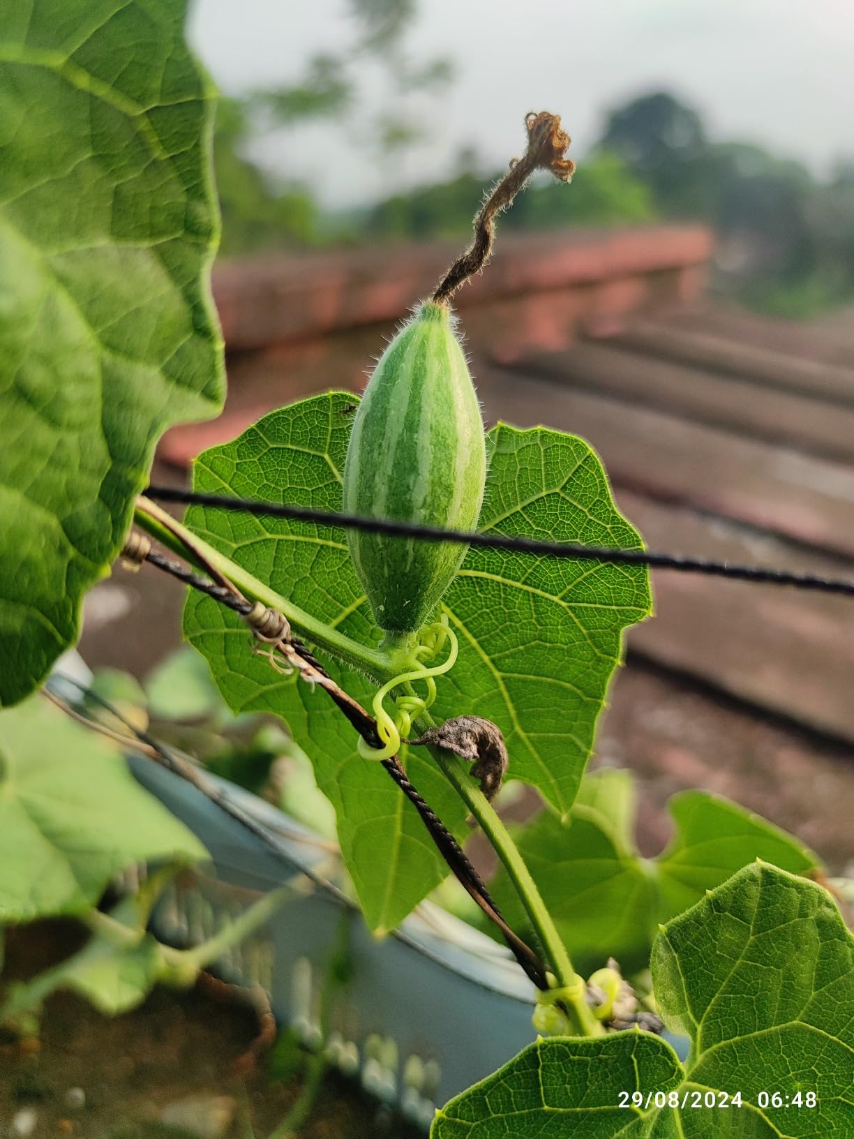 Parwal Plant Root desi Pack of 6 : Amazon.in: Garden & Outdoors