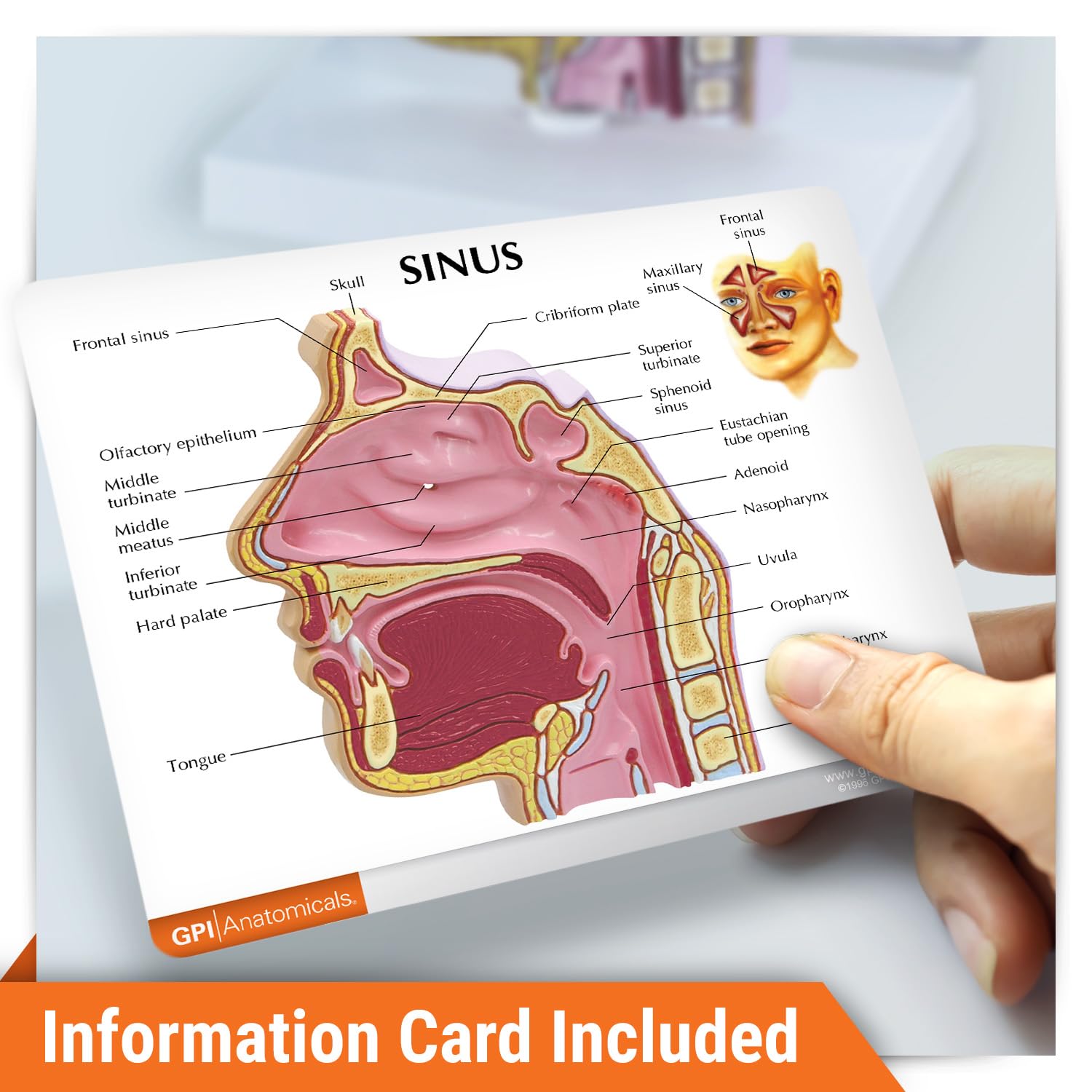Snapklik.com : Sinus Model, Replica For Human Anatomy And Physiology ...