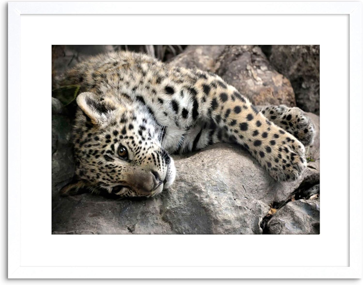 Amazon.com: PHOTO NATURE ANIMAL SLEEPY JAGUAR BIG CAT FRAMED PRINT ...