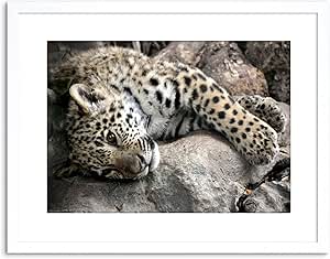 Amazon.com: PHOTO NATURE ANIMAL SLEEPY JAGUAR BIG CAT FRAMED PRINT ...