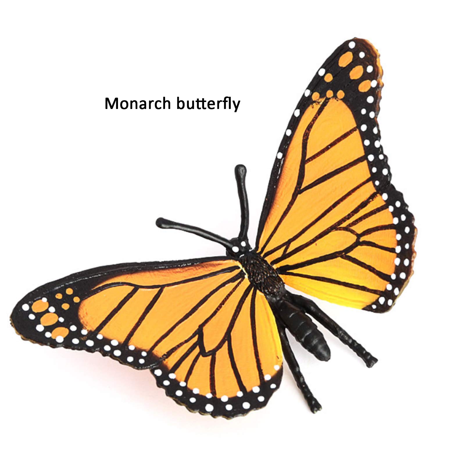 Butterfly Growth Cycle, Animal Growth Cycle Biological Model , Growth ...