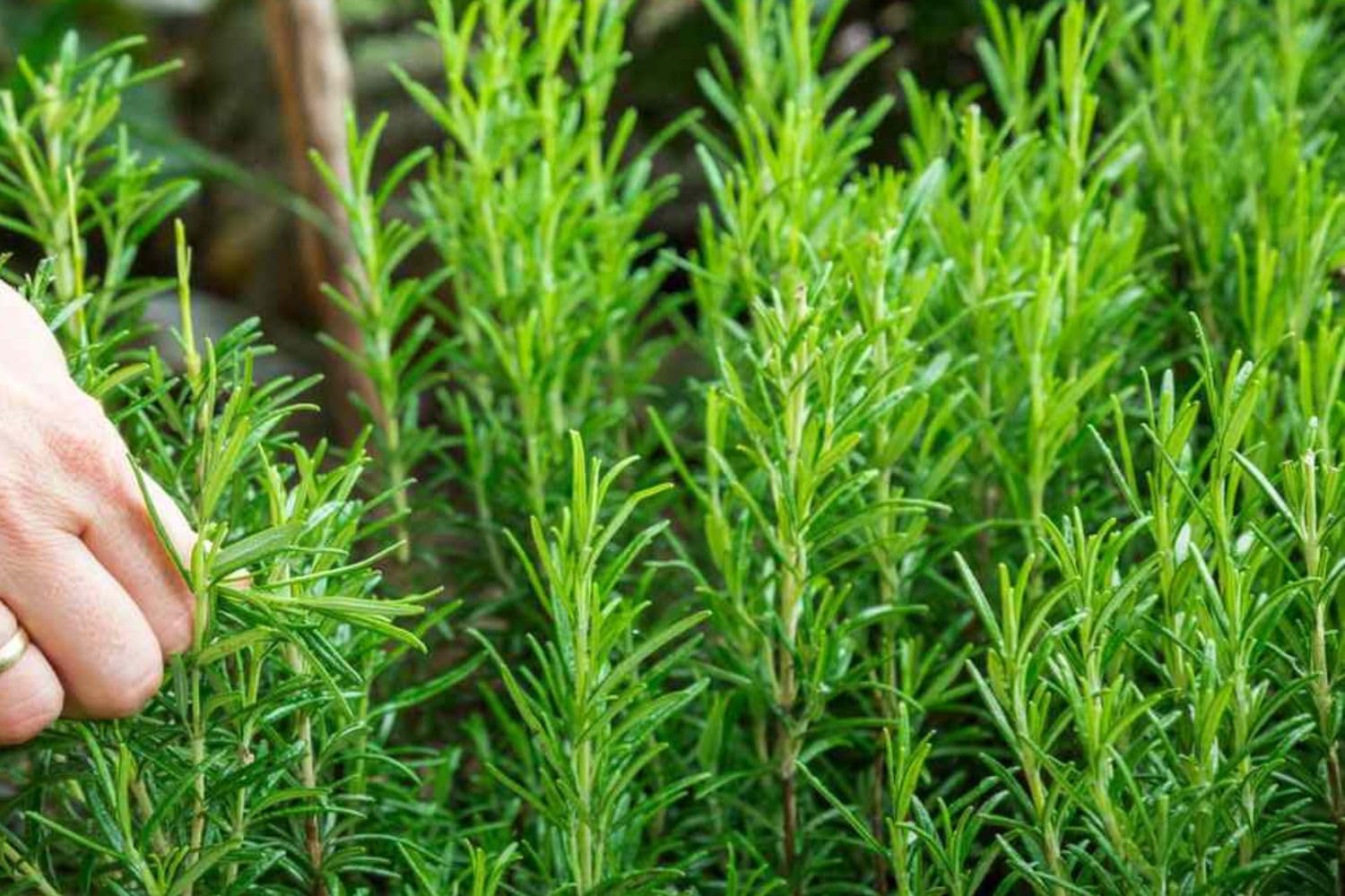 Amazon.com : Rosemary Plants Live, 6 to 9 Inc Tall, Live Rosemary ...