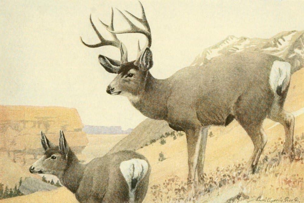 Amazon.com: Wild Animals of N America 1918 Mule Deer Poster Print by LA ...