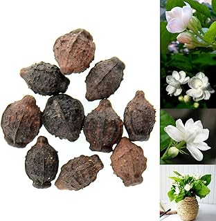 Amazon.com: gardenia seeds