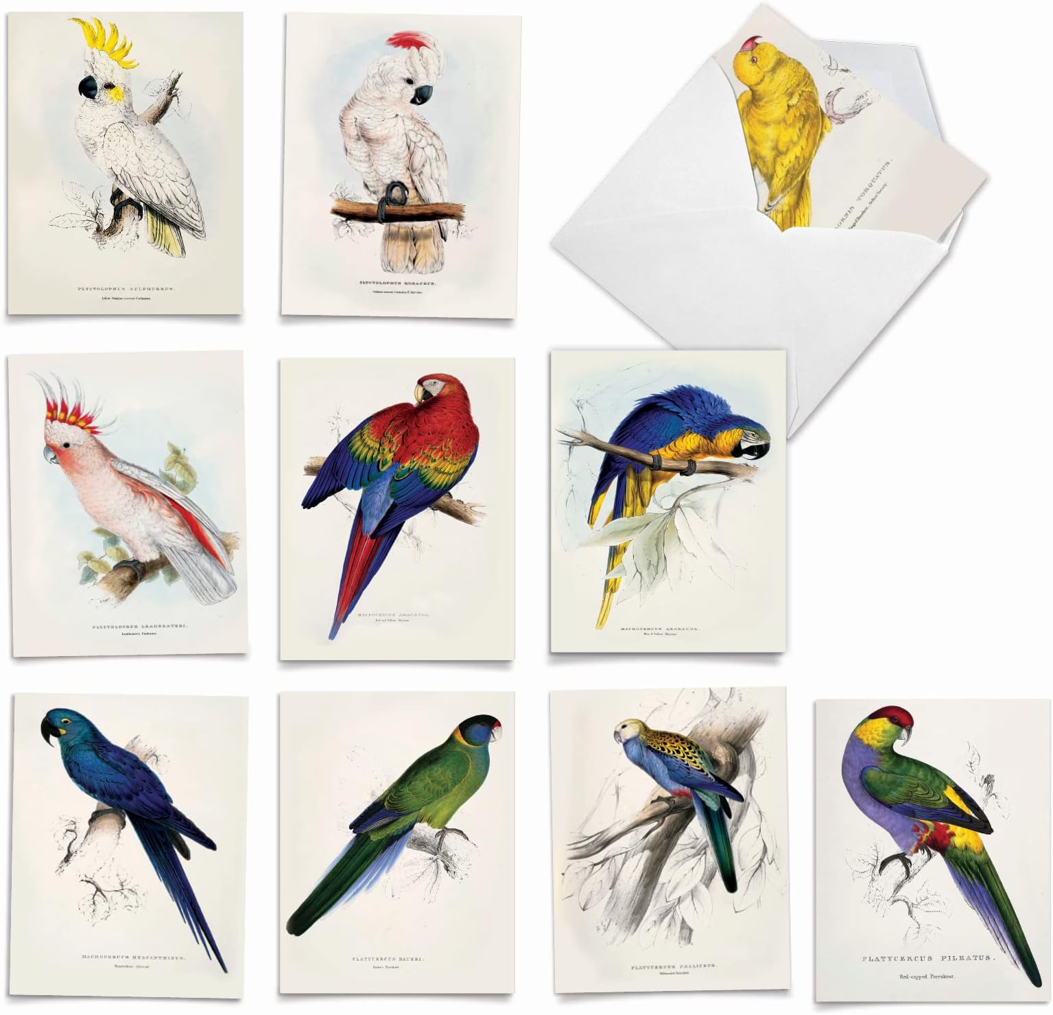 Amazon.com : PIXILUV Vintage Postcards (24 pcs 4"x6" each) Parrots and ...