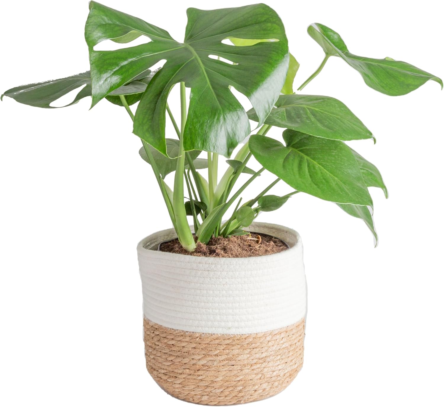 20 Plants That Give You Bang For Your Buck