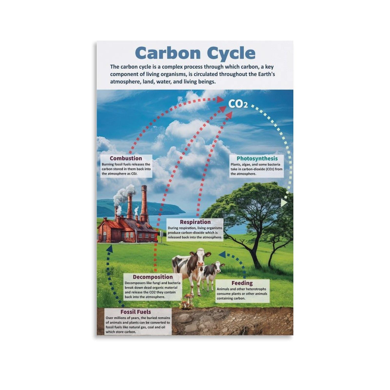 Education Carbon Cycle
