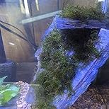 Amazon.com: Java Moss Portion in 4 Oz Cup - Easy Live Fresh Water ...