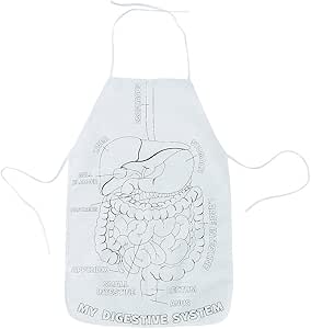 Amazon.com: Fun Express Color Your Own Digestive System and Organs ...
