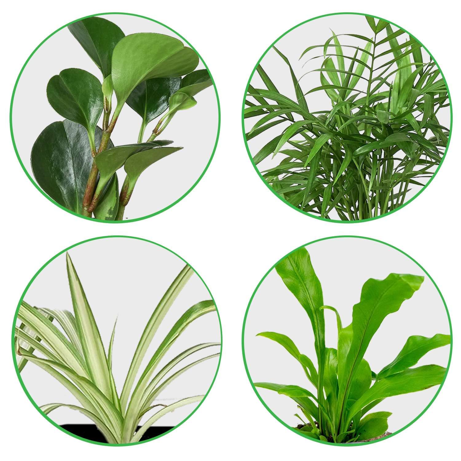 Identifying Tropical Houseplants