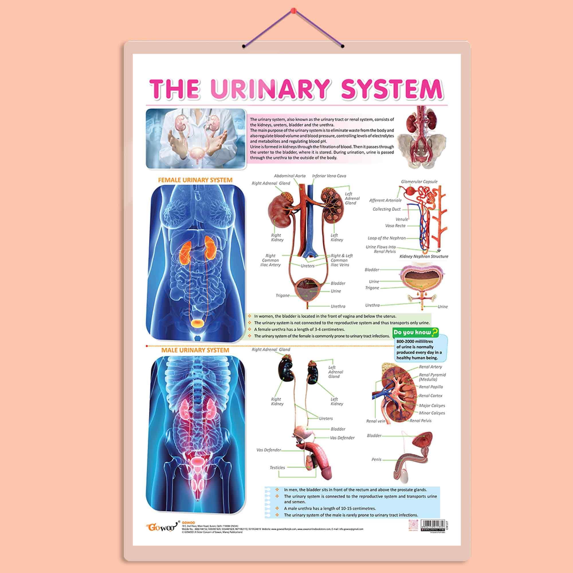Human Urinary System Diagram How To Draw A Human Urinary System
