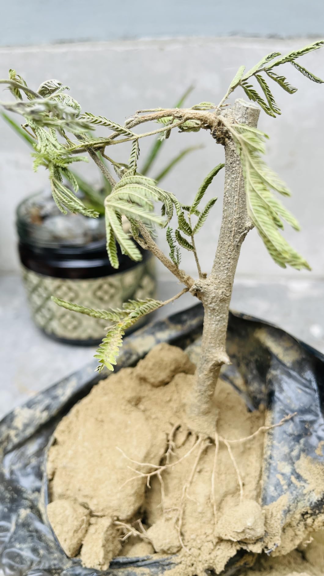 Siam Garden Live Plant - Shami Banni Tree Sacred Flowering Medicinal ...