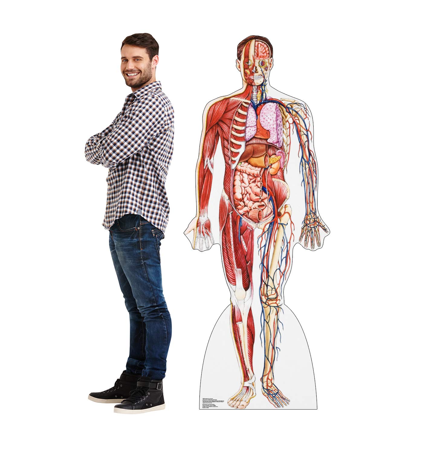 Muscle System Anatomy Cardboard Cutout Life Size Standup