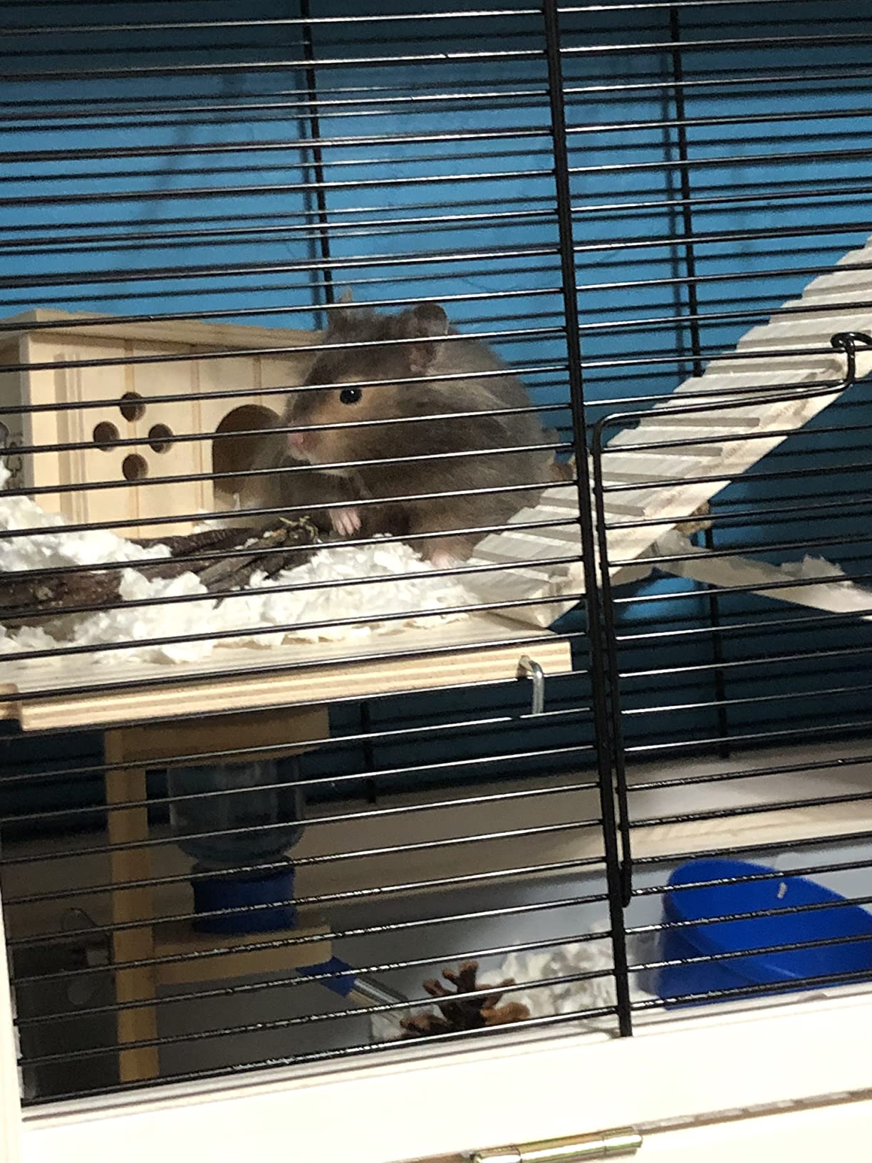 $18/mo - Finance Ferplast HAMSTERVILLE Hamster Habitat Cage, Sturdy ...