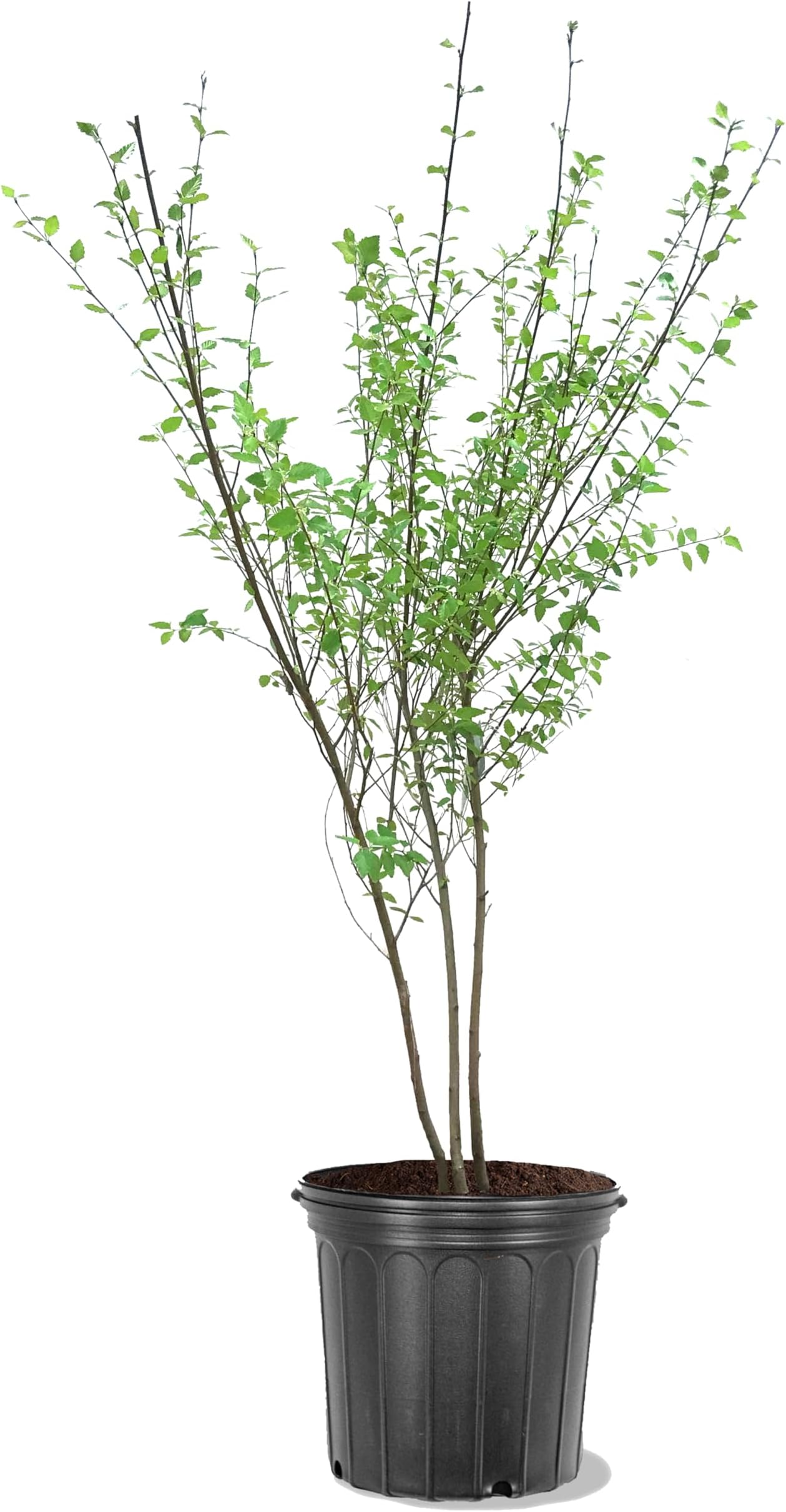 Amazon.com : River Birch Trees for Planting | Live Tree Seedlings (3 ...