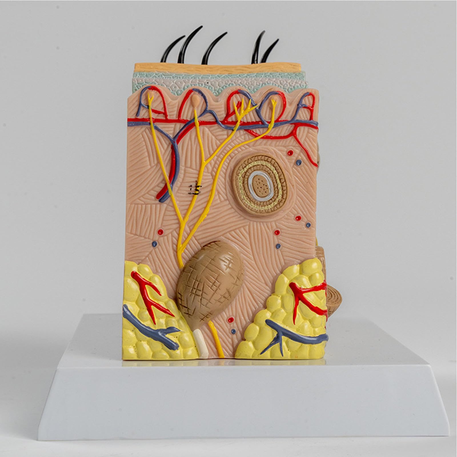 Anatomical Model Skin Model - 35X Enlarged - Human Skin Anatomy Model ...