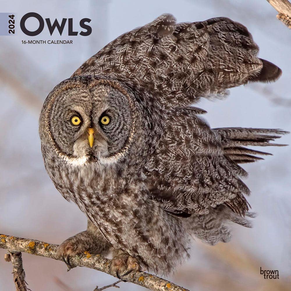 Owls | 2024 12 x 24 Inch Monthly Square Wall Calendar | BrownTrout ...