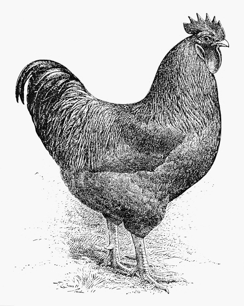Road Island Red Rooster Drawing