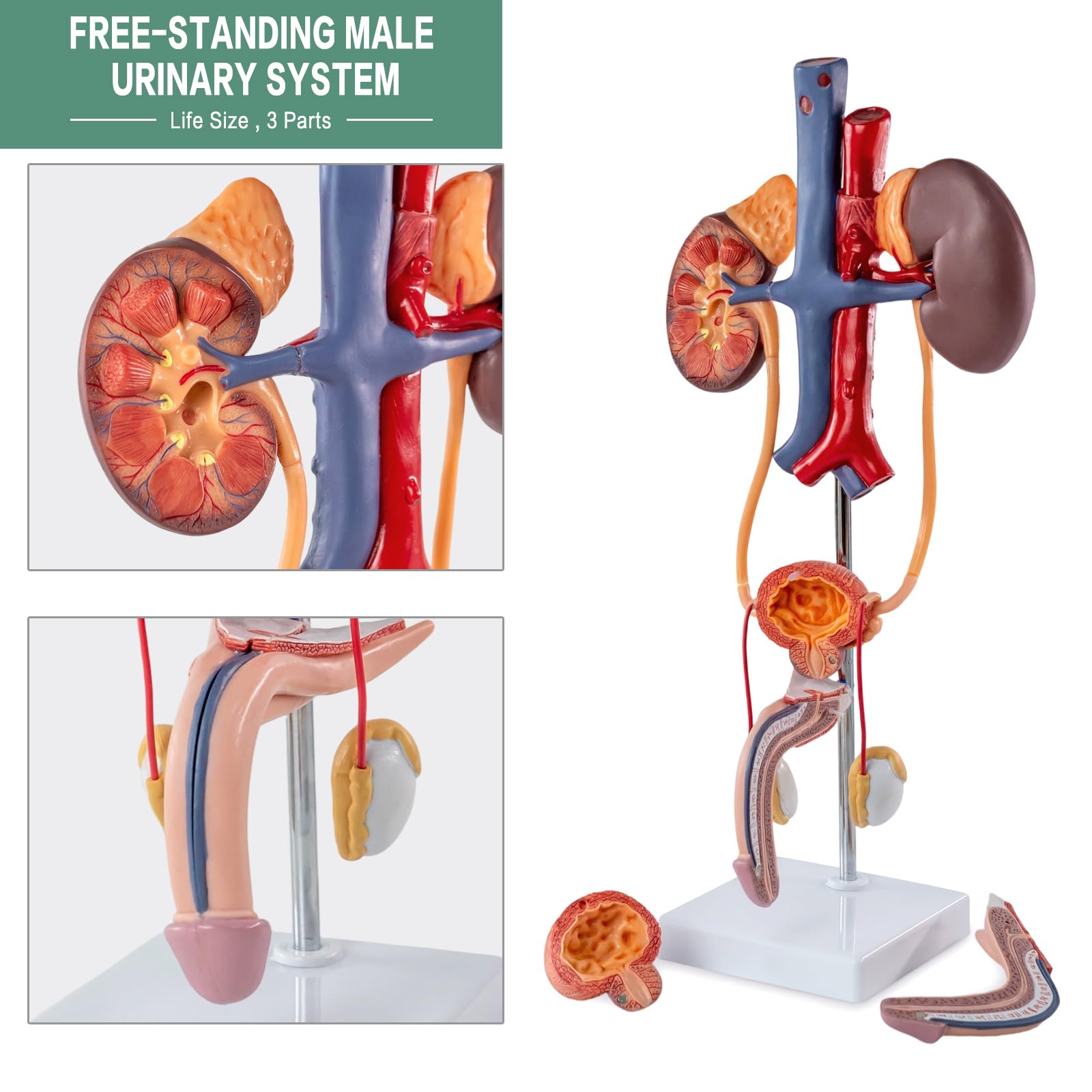 Snapklik.com : EVOTECH SCIENTIFIC Human Male Reproduction & Urinary ...