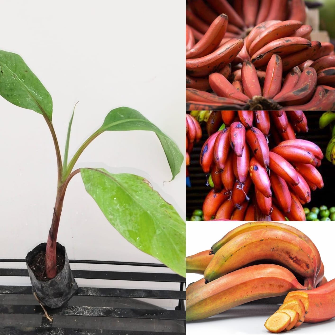 Amazon.com : Red Bananas (Musa acuminata ‘Red Dacca) Live Fruit Tree ...