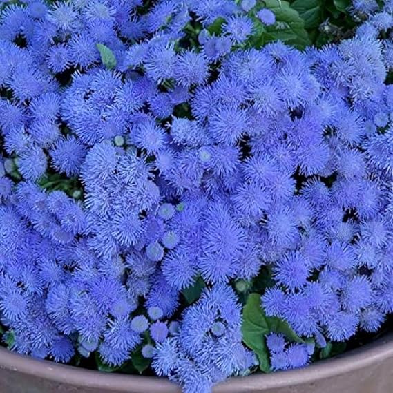 Amazon.com : Blue Flower Seeds for Planting - 400+ Floss Flower Seeds ...