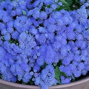 Amazon.com : Blue Flower Seeds for Planting - 400+ Floss Flower Seeds ...