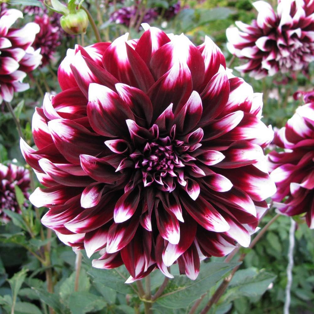 Amazon.com : Rare Dahlia Opera White and Dark Purple 100+ Fresh Seeds ...
