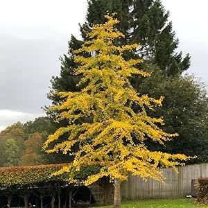 Ginkgo biloba - Hardy Maidenhair Tree, Unique Fan-Shaped Foliage ...