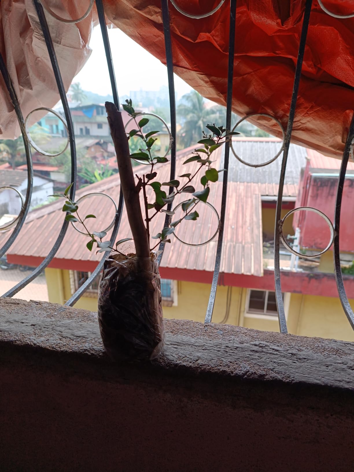 Anuraj farms jasminum azoricum,Nitya mallige .Peru malli.sannajaji ...