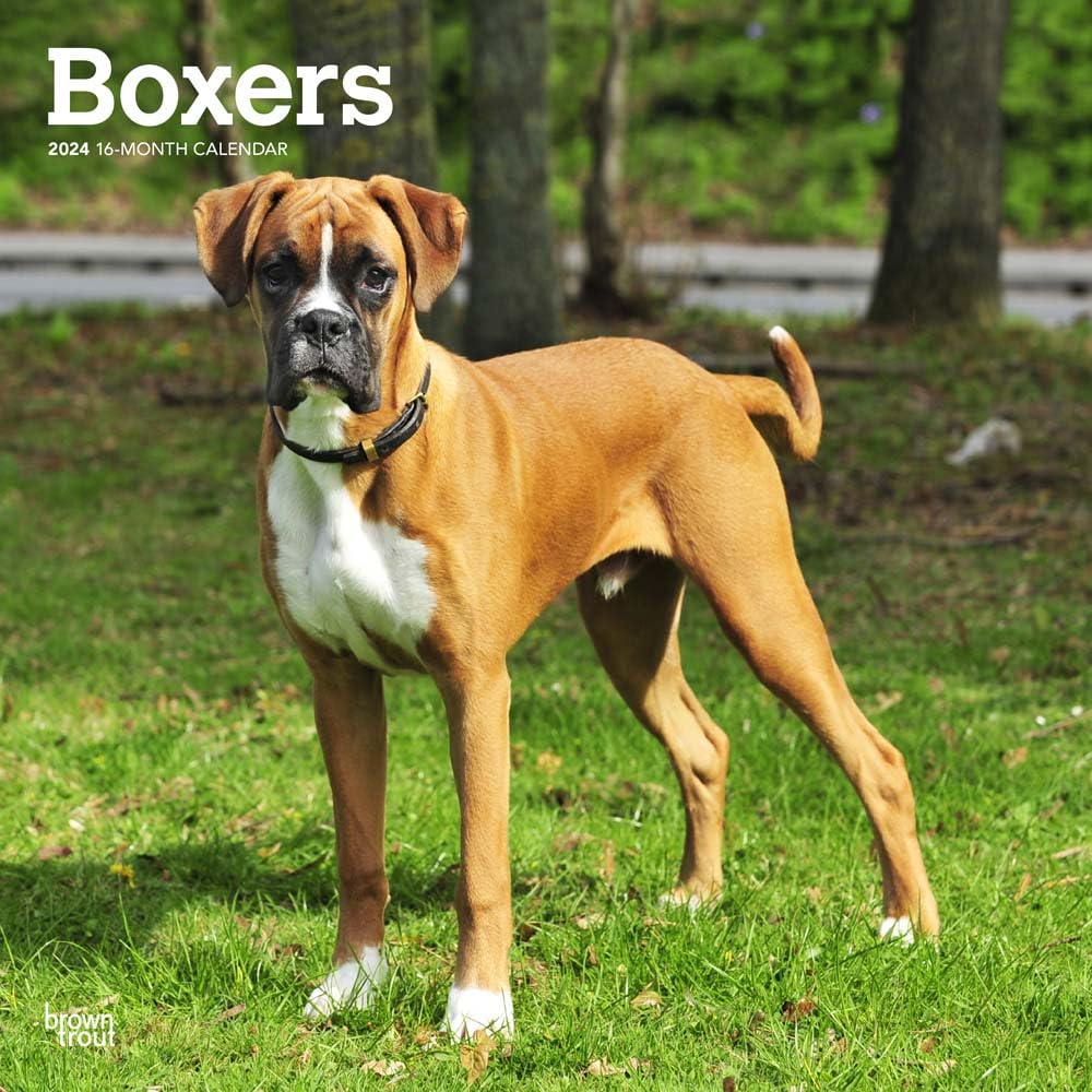Boxers International Edition 2024 12 X 24 Inch Monthly Square ...