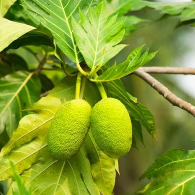 Hug A Plant | Breadfruit/Kadachakka (Artocarpus Altilis) Fruit Live ...
