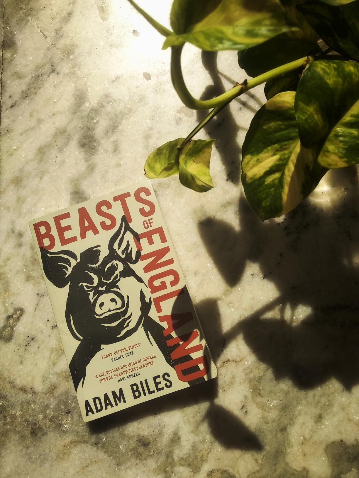 Buy Beasts of England Book Online at Low Prices in India | Beasts of ...