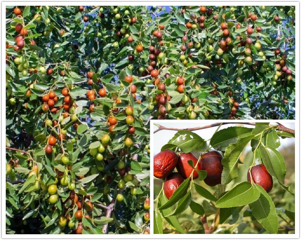 Amazon.com : Jujube Seeds Ziziphus Jujuba Fruit Tree Seeds 10 Seeds ...
