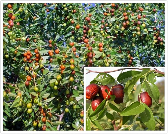 Amazon.com : Jujube Seeds Ziziphus Jujuba Fruit Tree Seeds 10 Seeds ...