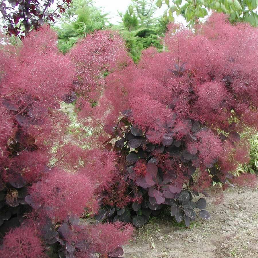 5 Best Dwarf Smoke Bush | Compact Color That Stays Under 5 Feet