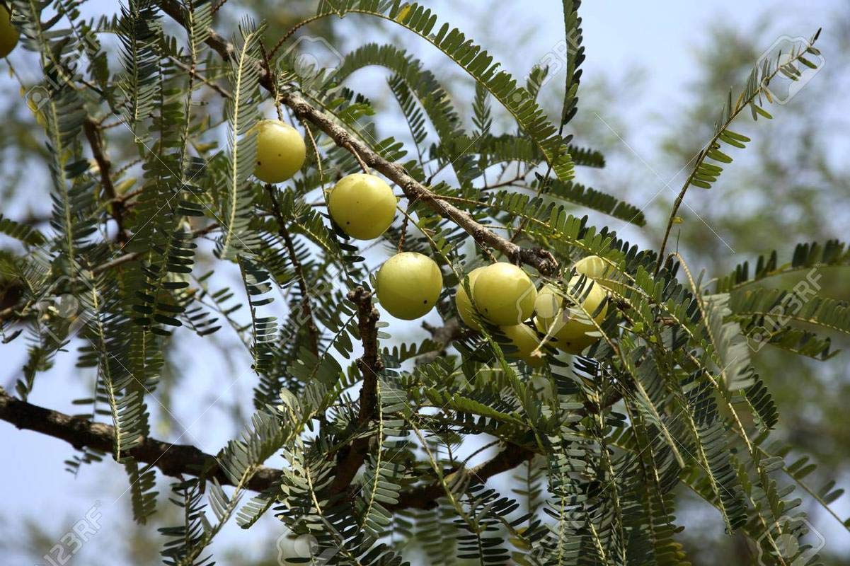 Plants Point Live Grafted Amla Tree Phyllanthus emblica, emblic ...