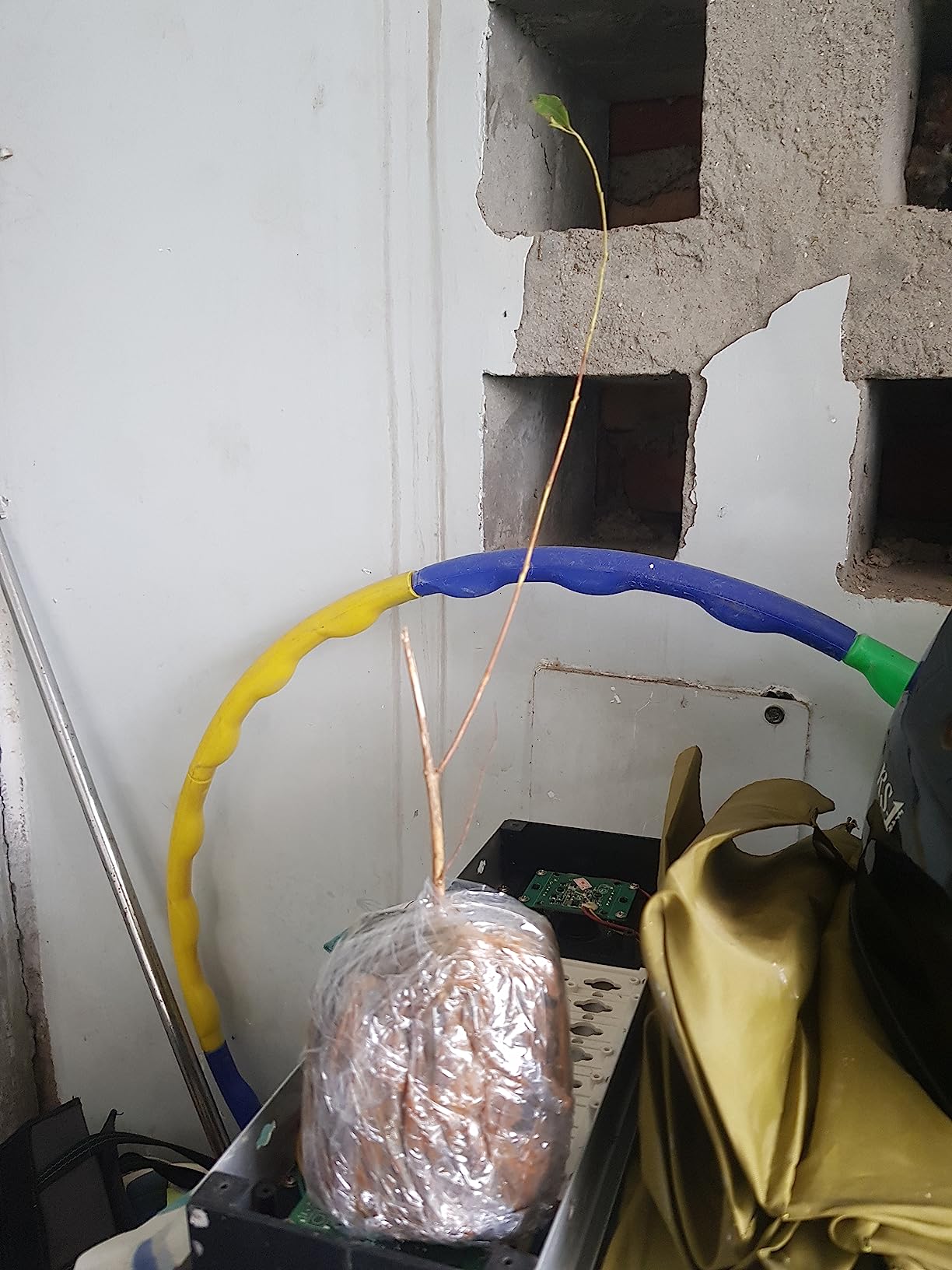 Creative Farmer Camphor Tree Cinnamomum Camphora Karpur Live Outdoor ...